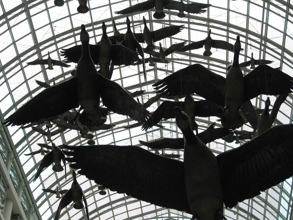 ACO Toronto - Eaton Centre
